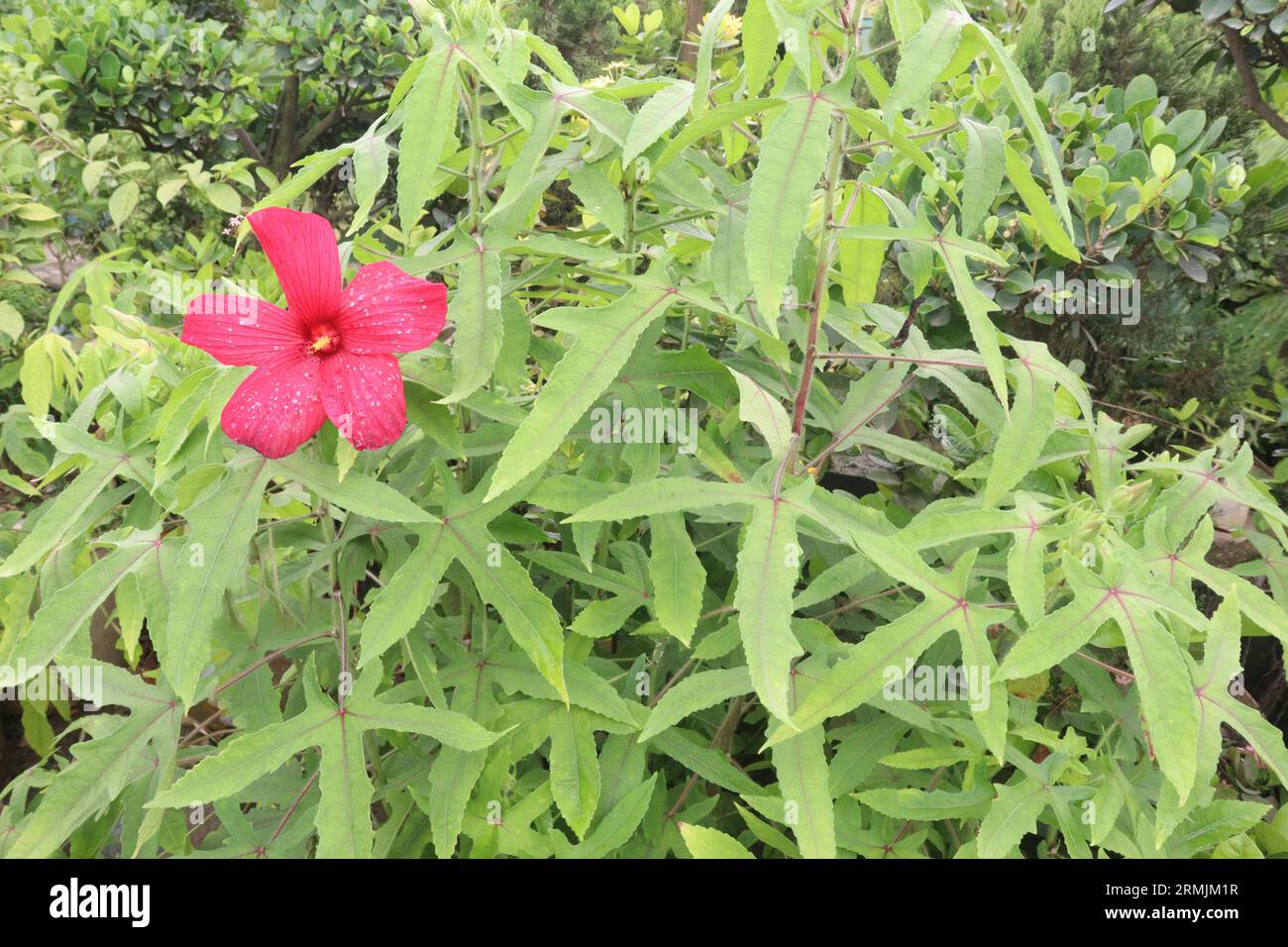 red swamp rose mallow flower plant on farm for harvest are cash crops ...