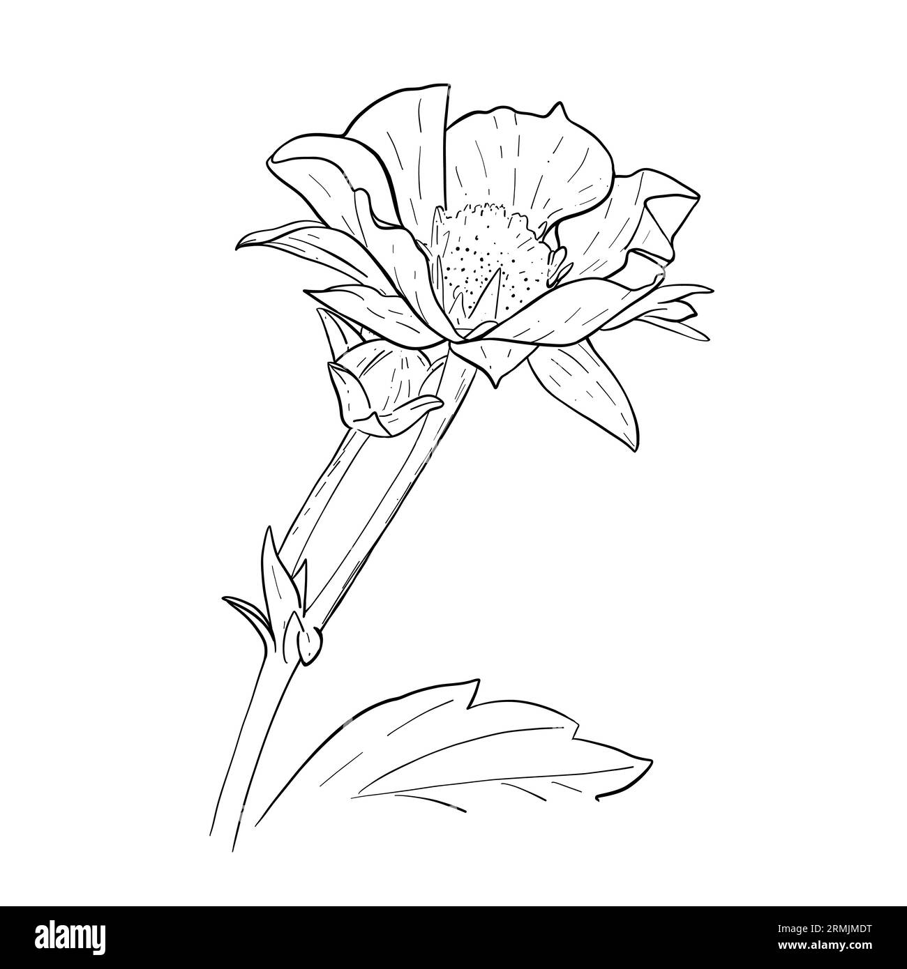 Vector outline of strawberry flowers and leaves. Hand drawn sketch of ...