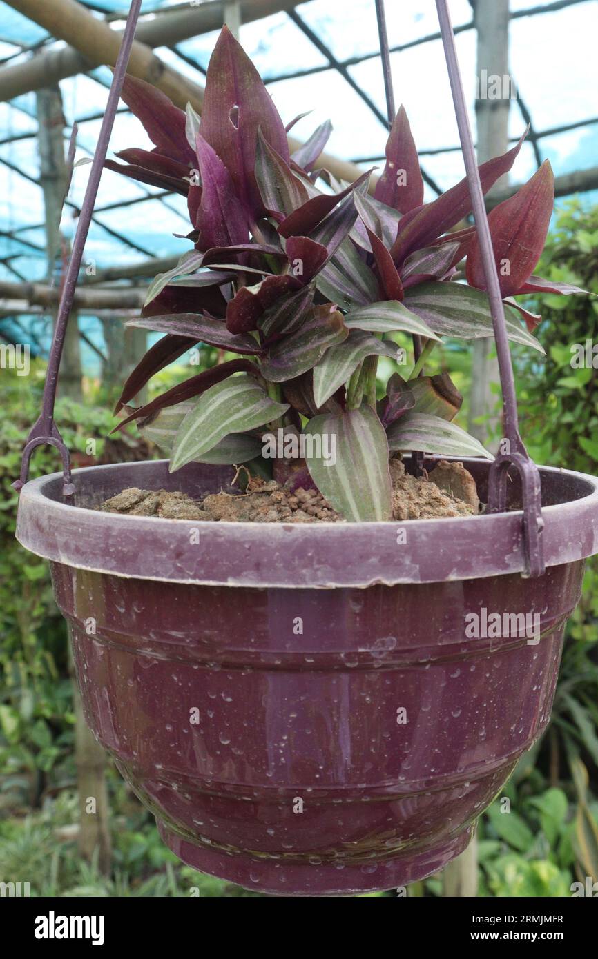 Tradescantia zebrina burgundy hi-res stock photography and images - Alamy