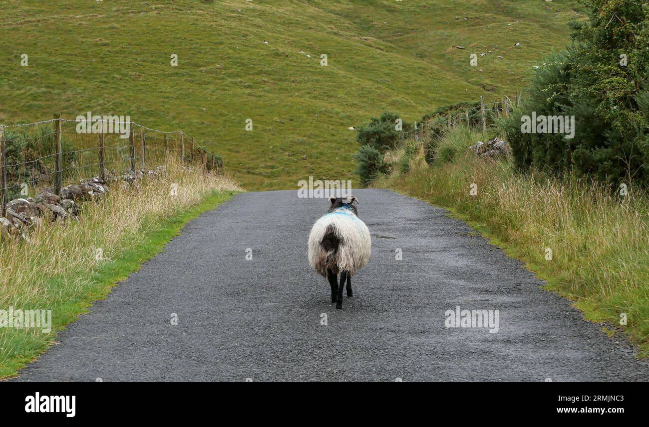 Ireland, Connemara, County Mayo: black headed sheep, free range ...