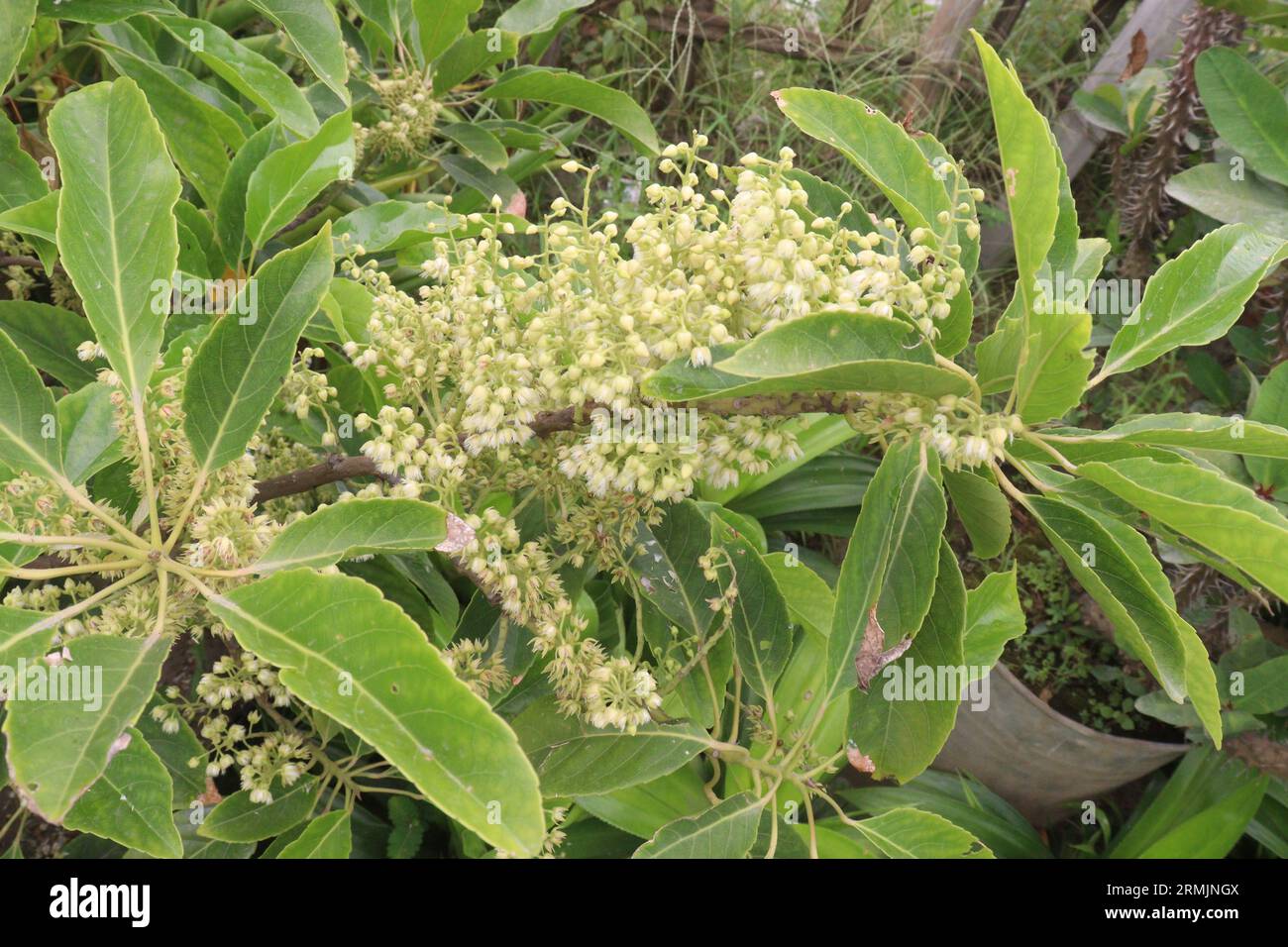 elaeocarpus serratus also called Ceylon olive on farm for harvest are ...