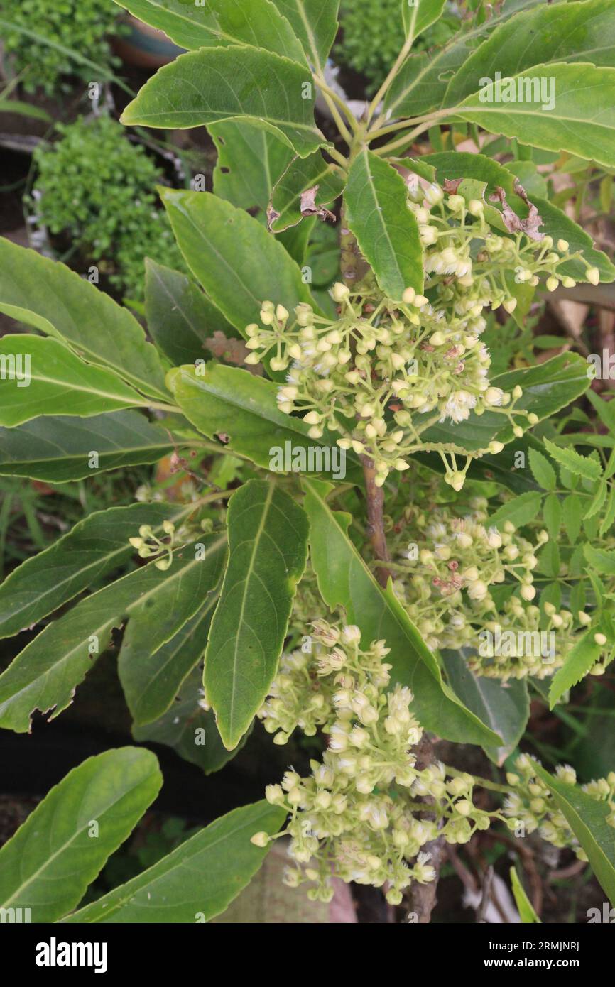 elaeocarpus serratus also called Ceylon olive on farm for harvest are ...