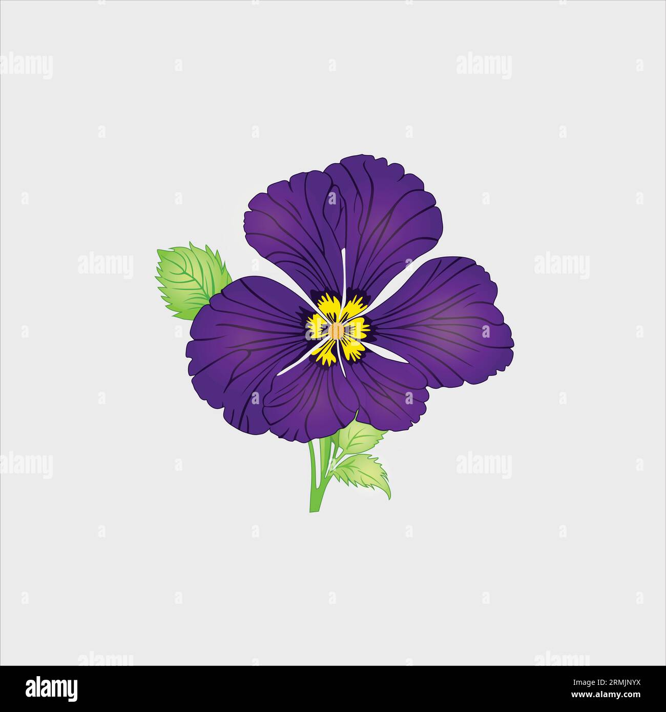 Pansy Flower vector single design Stock Vector Image & Art - Alamy