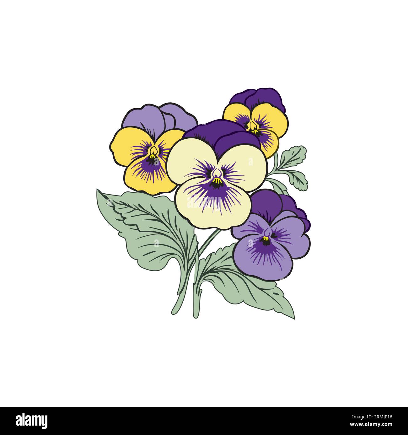 Pansy Flower Hand-drawn vector illustration Stock Vector Image & Art ...