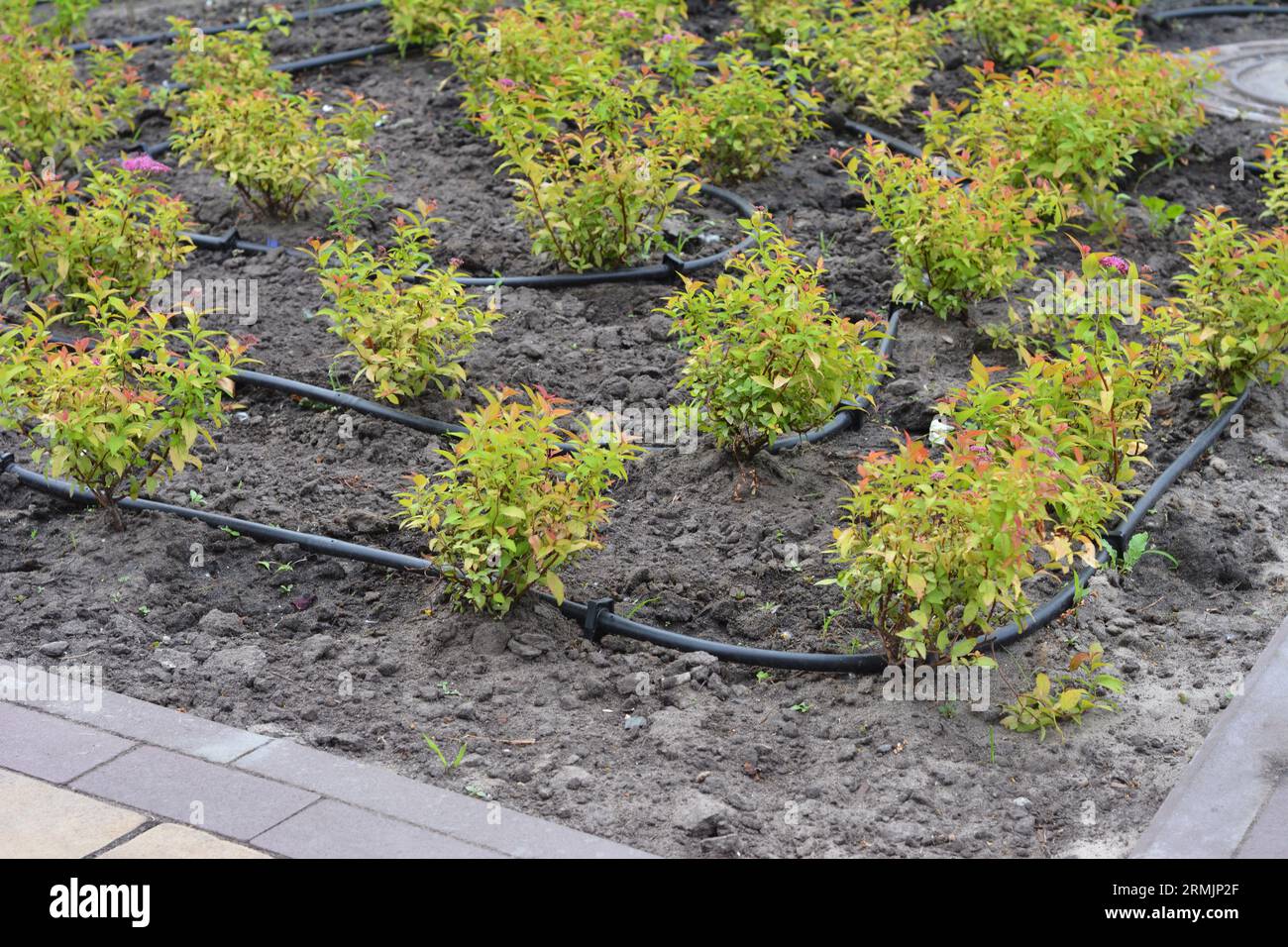 Automatic drip irrigation system for home gardening. Garden Watering ...