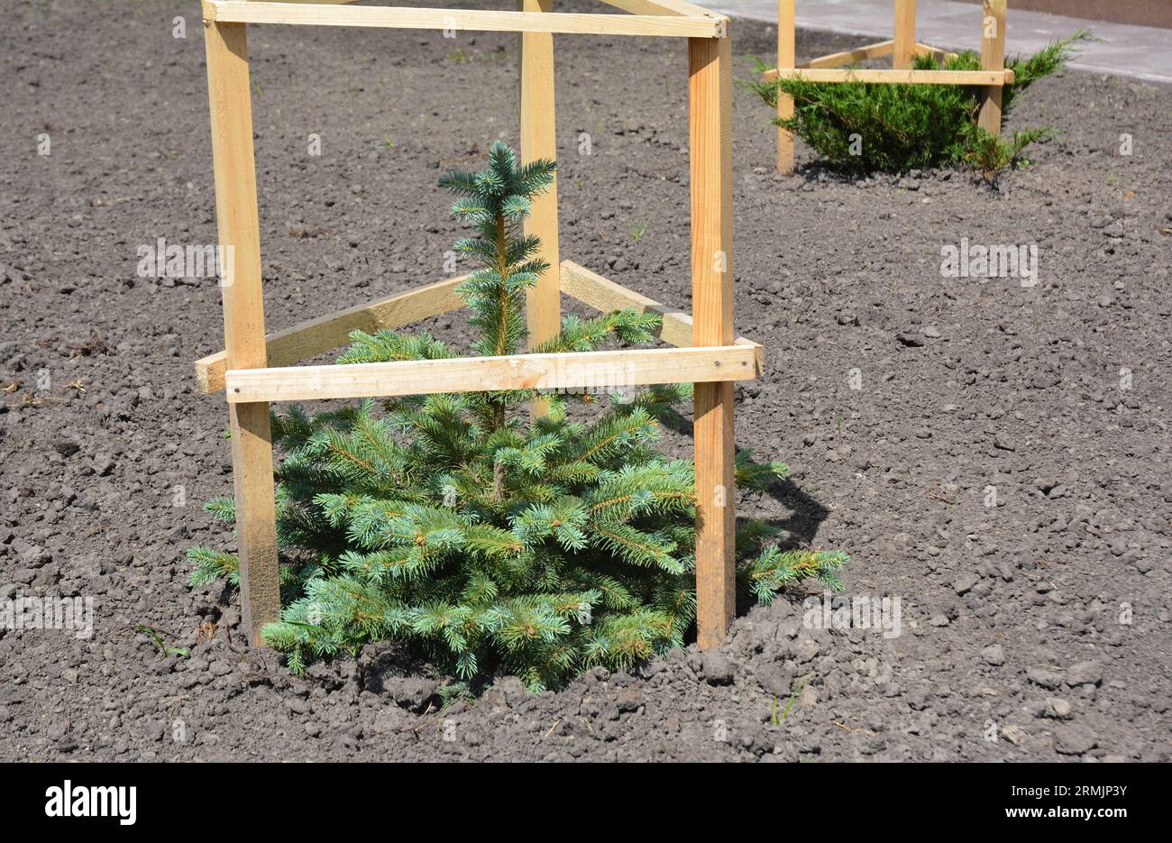Planting blue spruce seedlings. Growing blue spruce Picea pungens in ...
