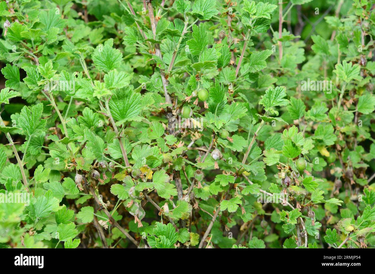 Gooseberry mildew can affect all parts of the plant. There are two ...