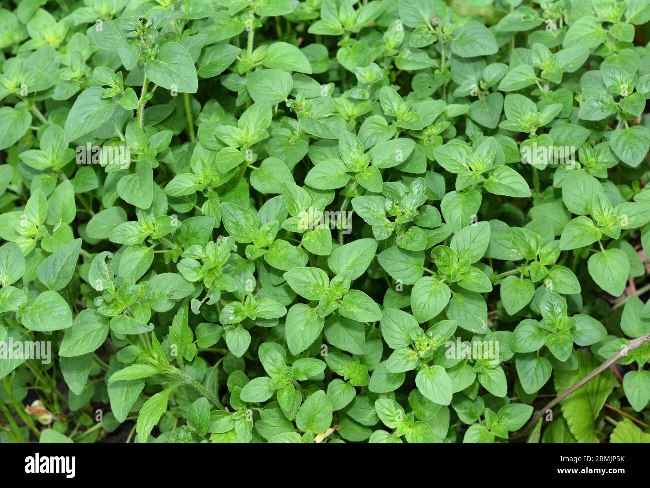 Oregano plants or Origanum vulgare top view. Oregano plant. Oregano is ...