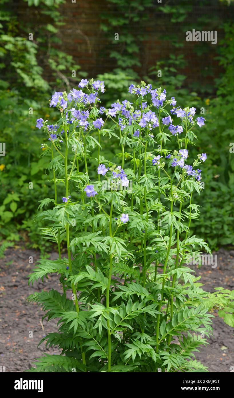 Growing Polemonium caeruleum, Jacob's-ladder or Greek valerian ...