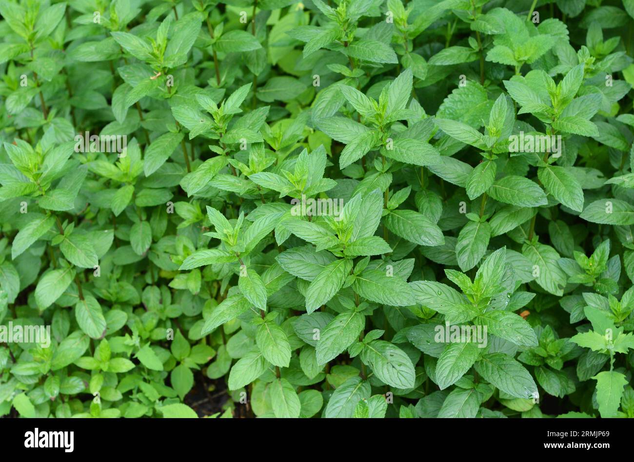 Peppermint (Mentha piperita) plants textured background top view. Fresh ...