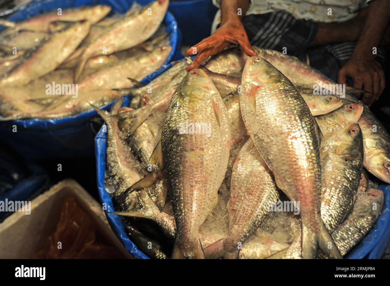 People buy Hilsa fish at the Lalbazar fish market in Sylhet city ...