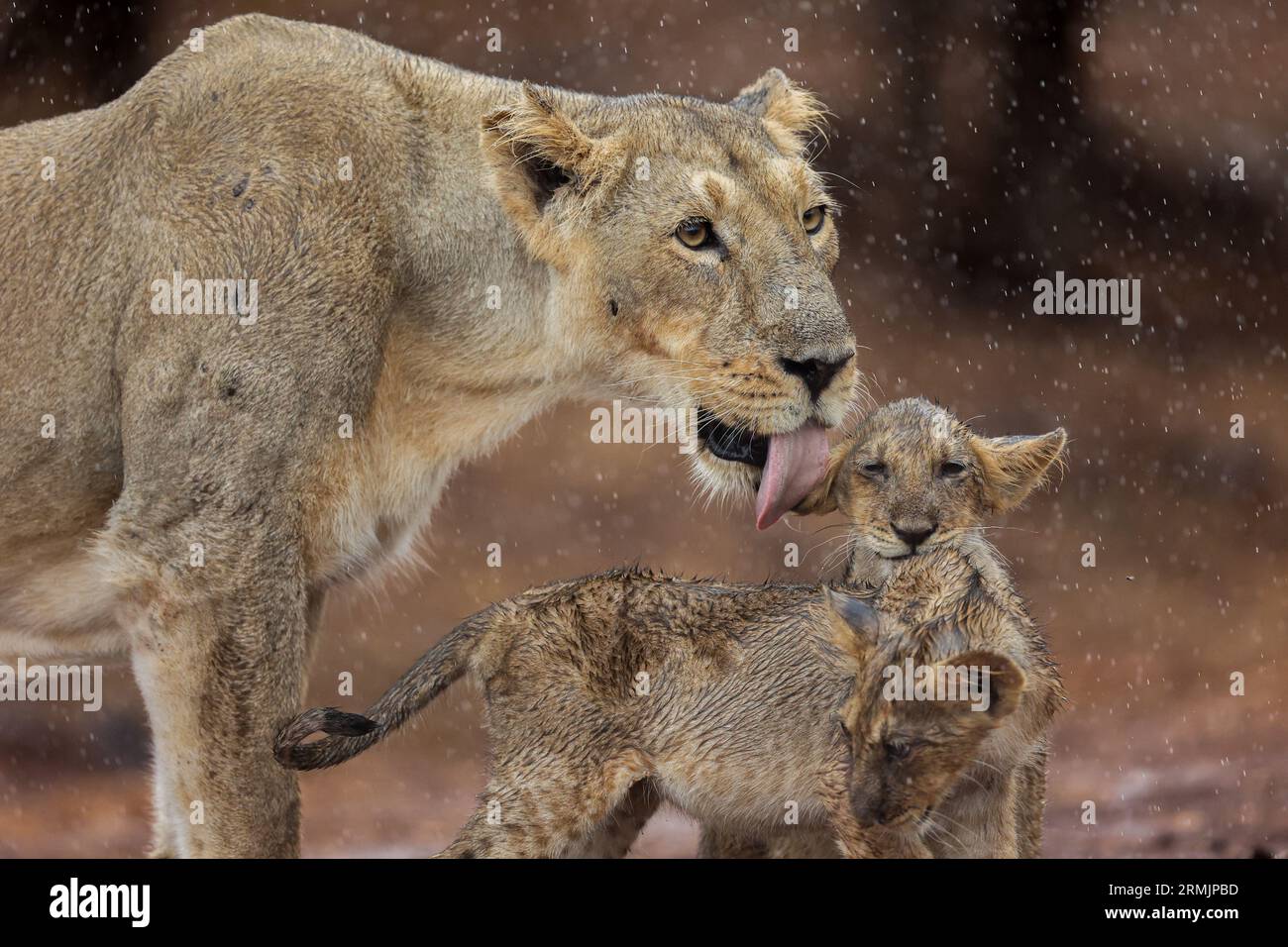 Lioness With Cub Base