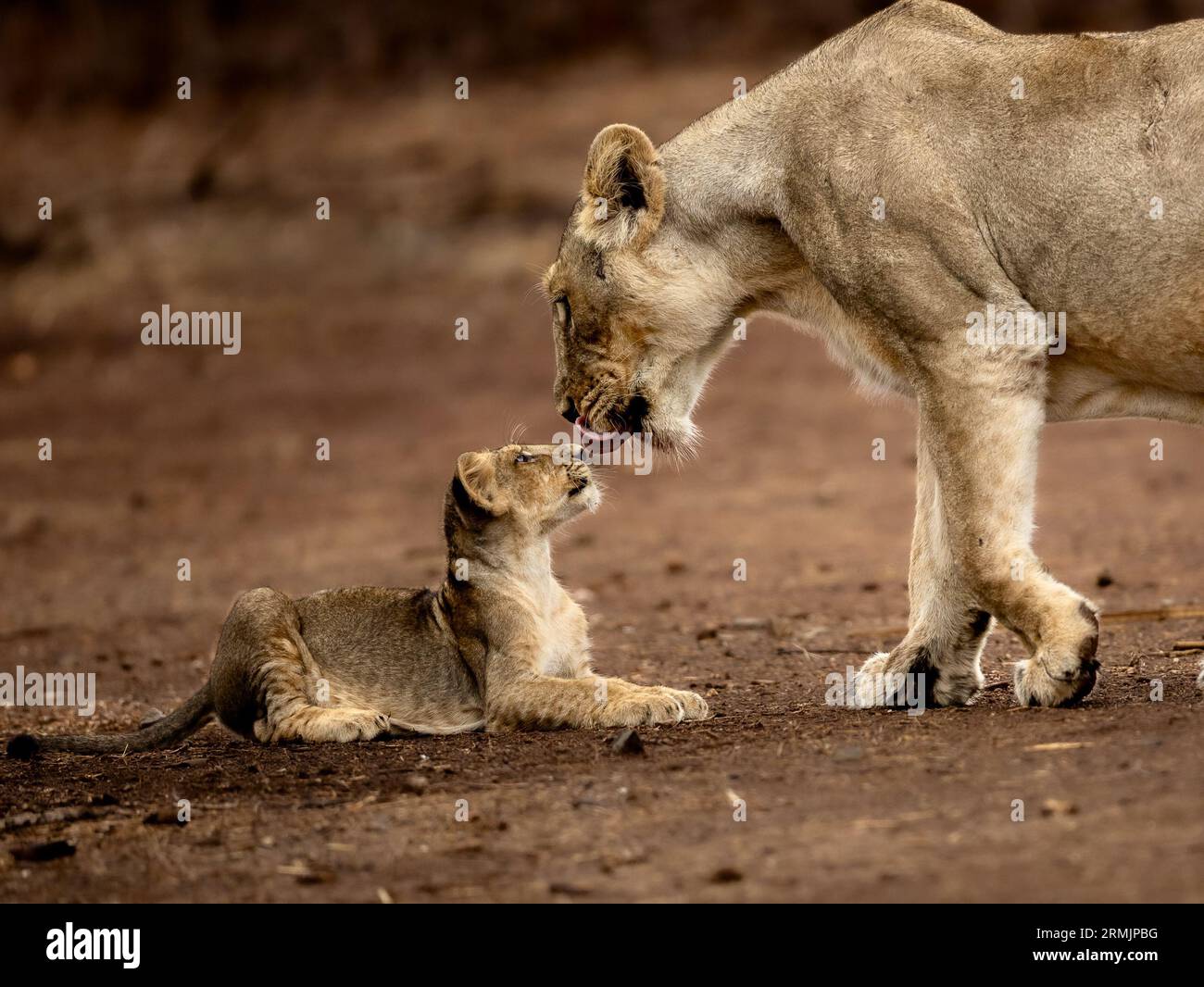The loving lioness kissing her tiny cub. Gir National Park & Sanctuary ...