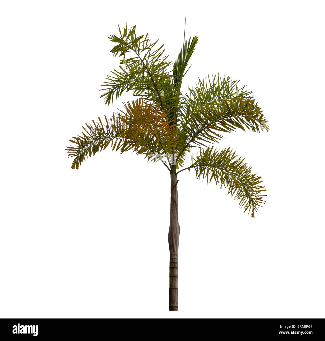 Foxtail palm tree Ornamental plants beautiful isolated on white ...