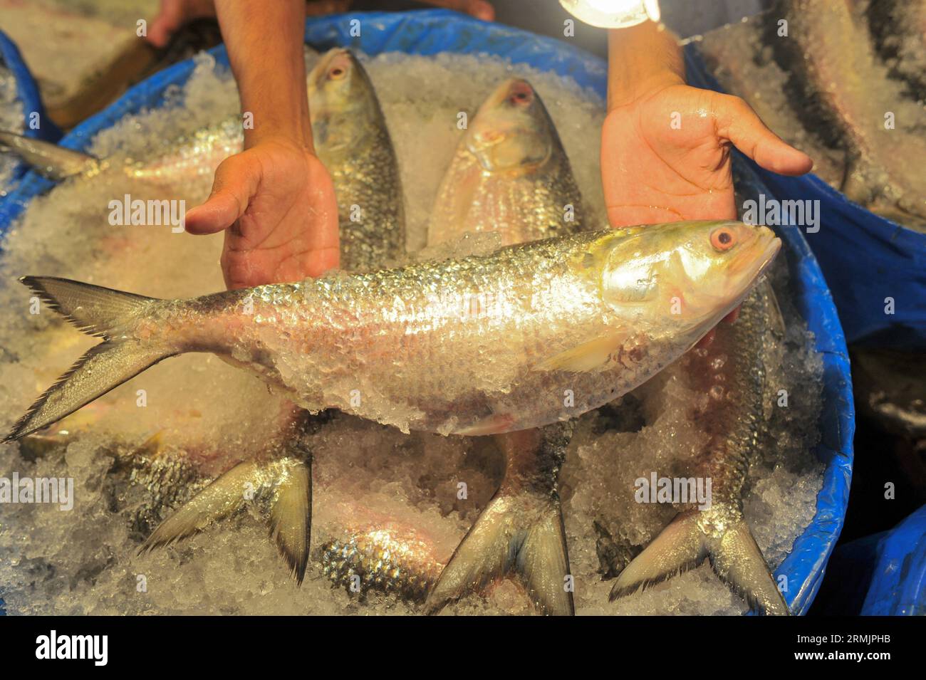 People buy Hilsa fish at the Lalbazar fish market in Sylhet city ...