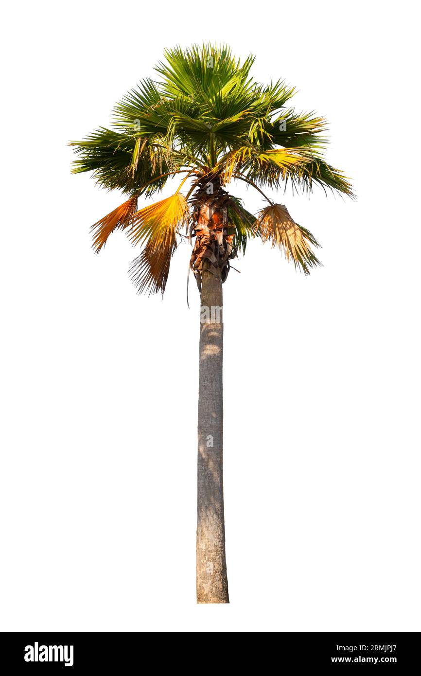 Washingtonia robusta palm tree Ornamental plants beautiful isolated on ...