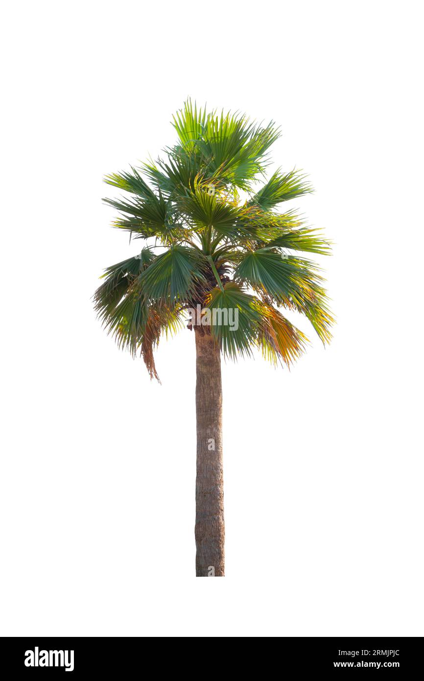 Washingtonia robusta palm tree Ornamental plants beautiful isolated on ...
