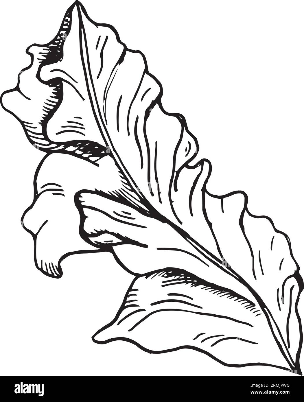 Sea plant ink hand drawn illustration isolated on white background. Red ...