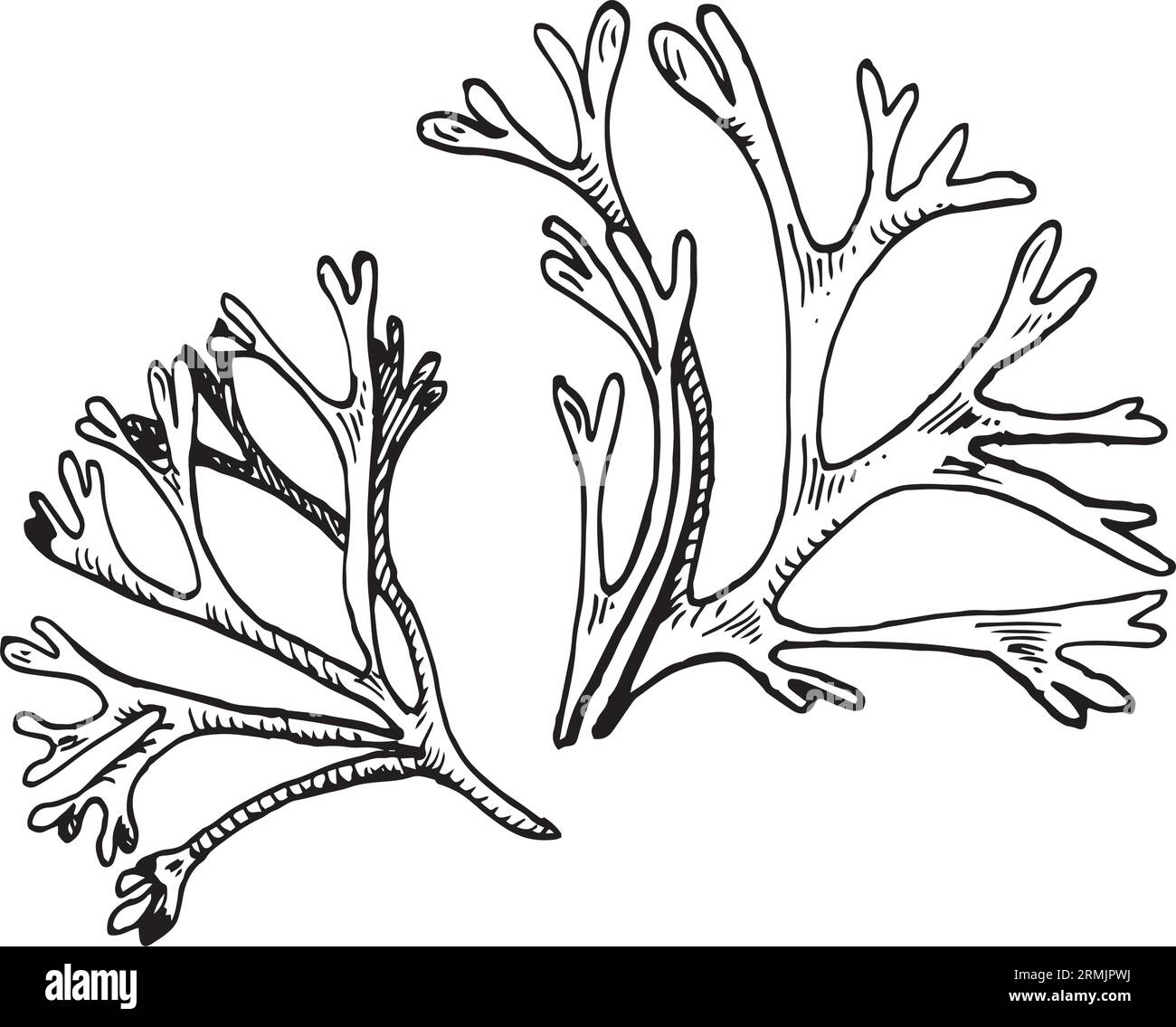 Sea plant ink hand drawn illustration isolated on white background ...