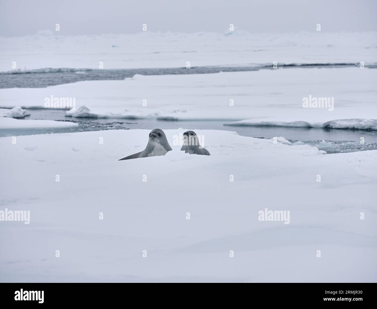 Seals laying in snow on Antarctic Peninsula, Weddell Sea, Antarctica ...