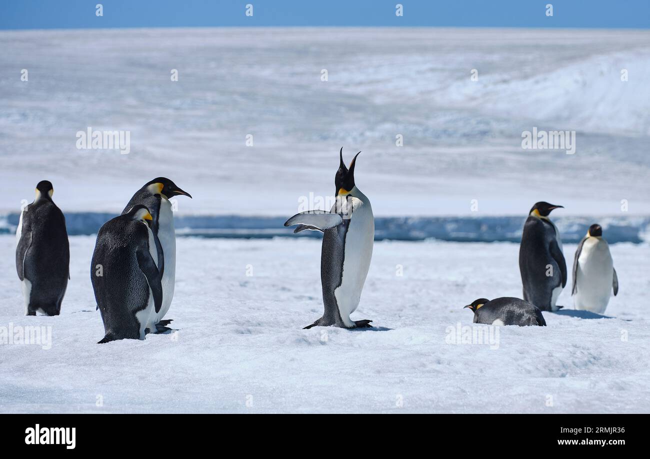 Emperor penguin with head back and mouth open on sunny ice, Antarctic ...