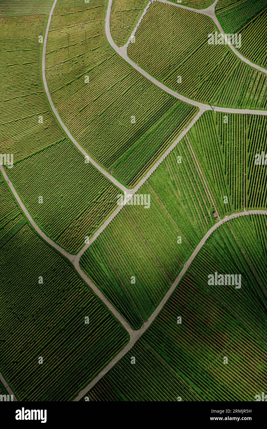 Aerial view of textured green vineyard crops, Uhlbach, Germany Stock ...