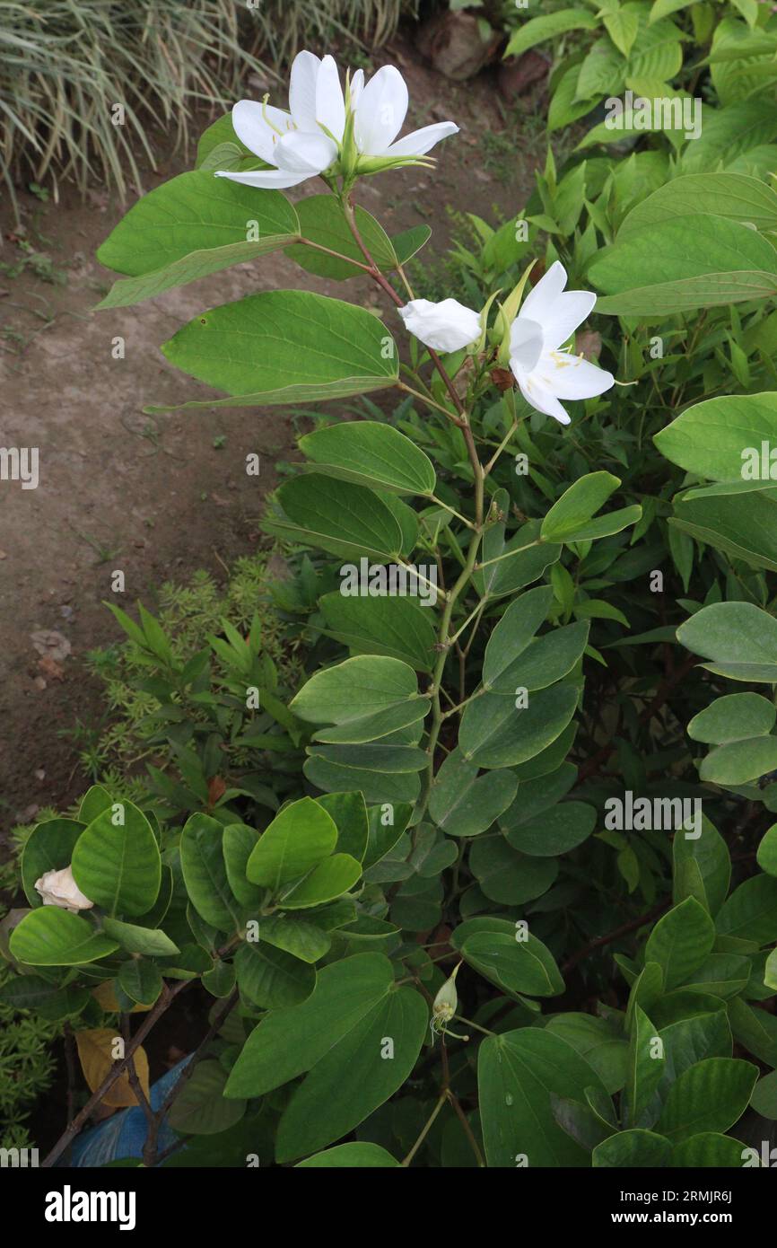 Bauhinia Tree Acuminata