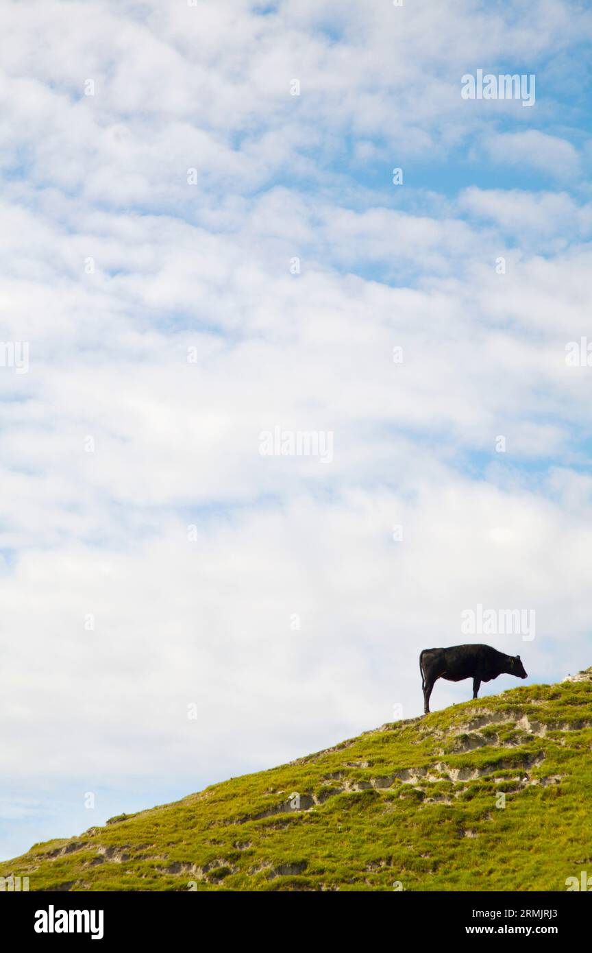 Cow on hill isle hi-res stock photography and images - Alamy