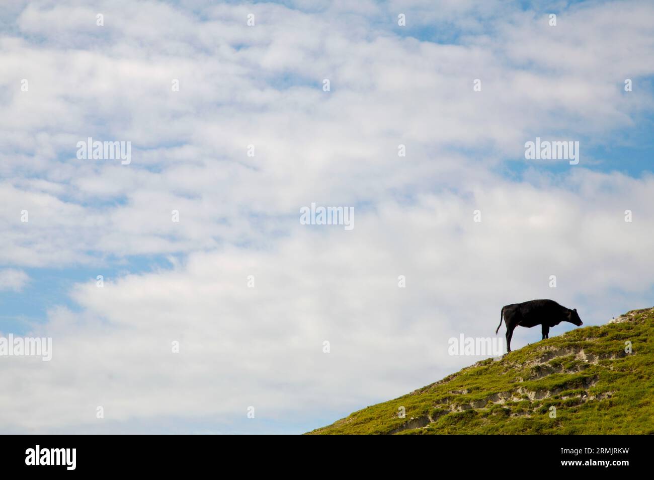 Cow on hill isle hi-res stock photography and images - Alamy