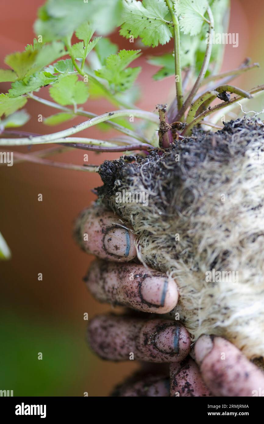Close up of man's dirty hand holding plant and plant roots Stock Photo ...