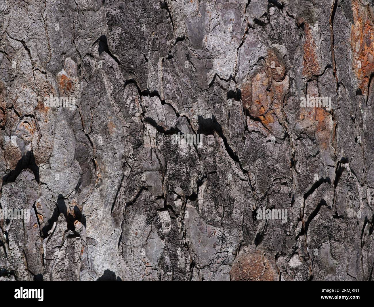 Horse Chestnut tree trunk bark as natural background Stock Photo - Alamy