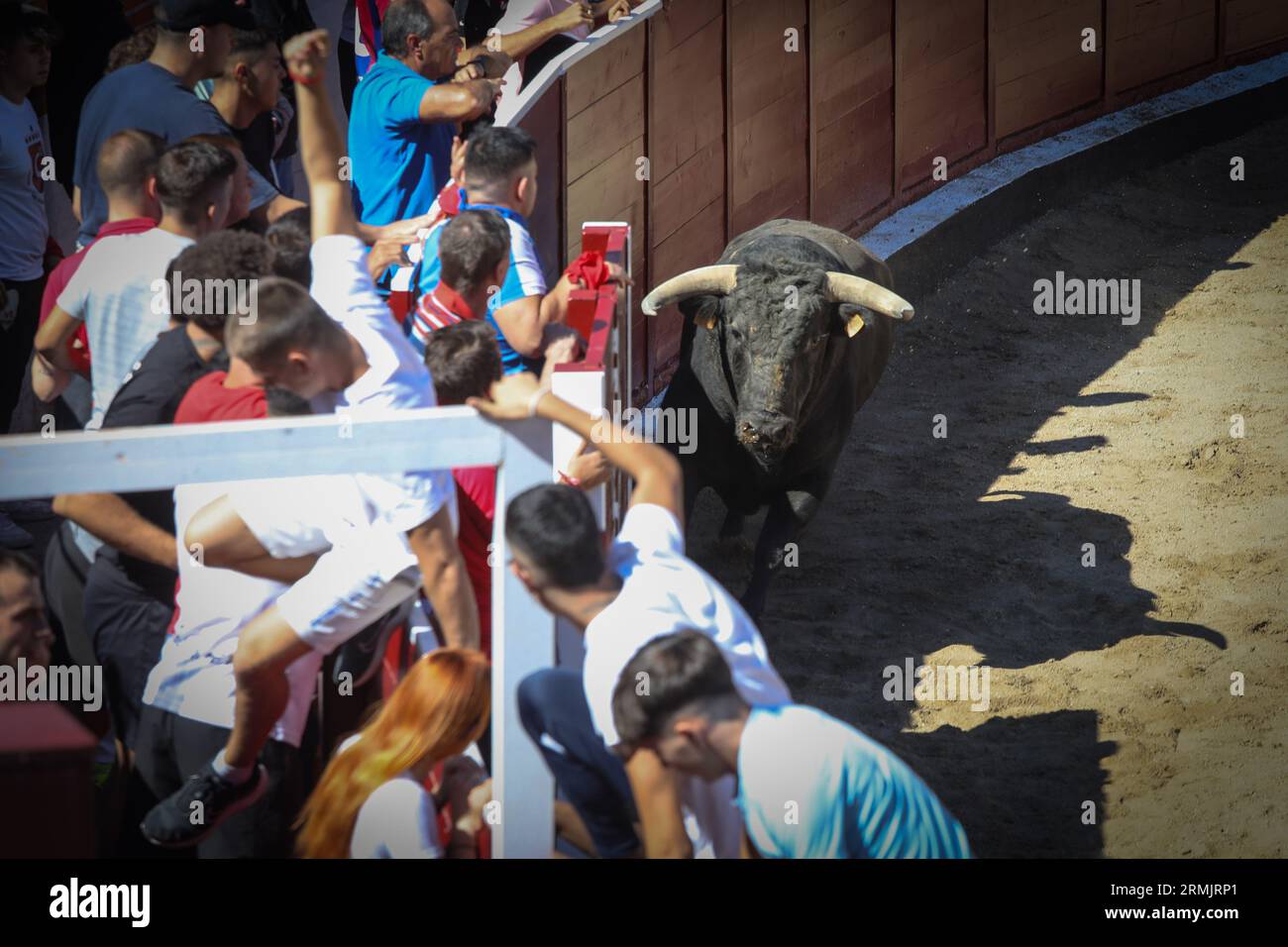 Madrid, Spain. 28th Aug, 2023. A bull observes the trimmers who are ...