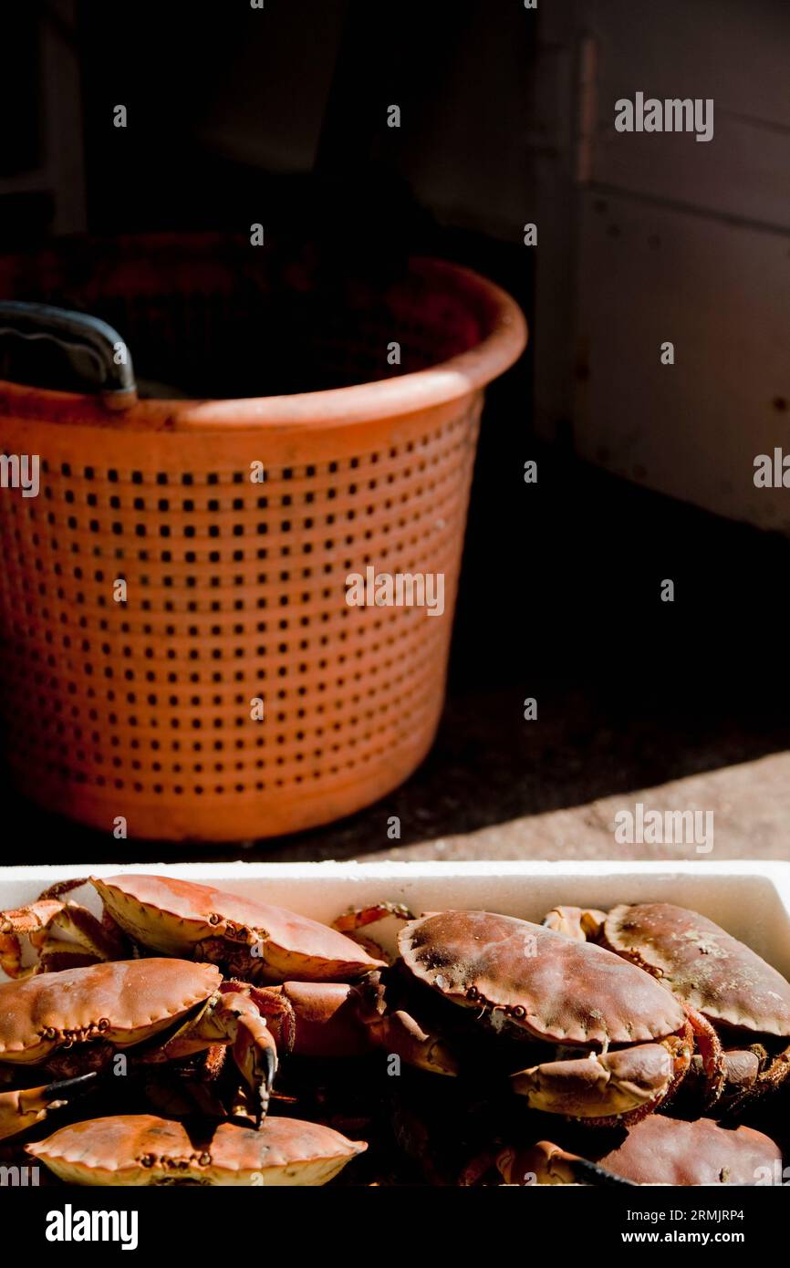 Extreme close up crabs crab hi-res stock photography and images - Alamy