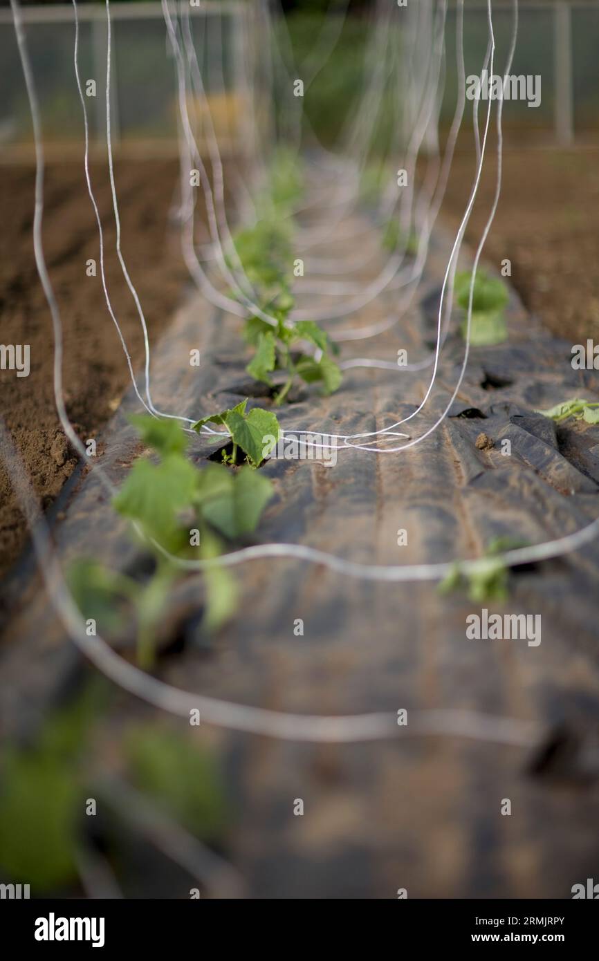 Climbing plant seedlings hi-res stock photography and images - Alamy