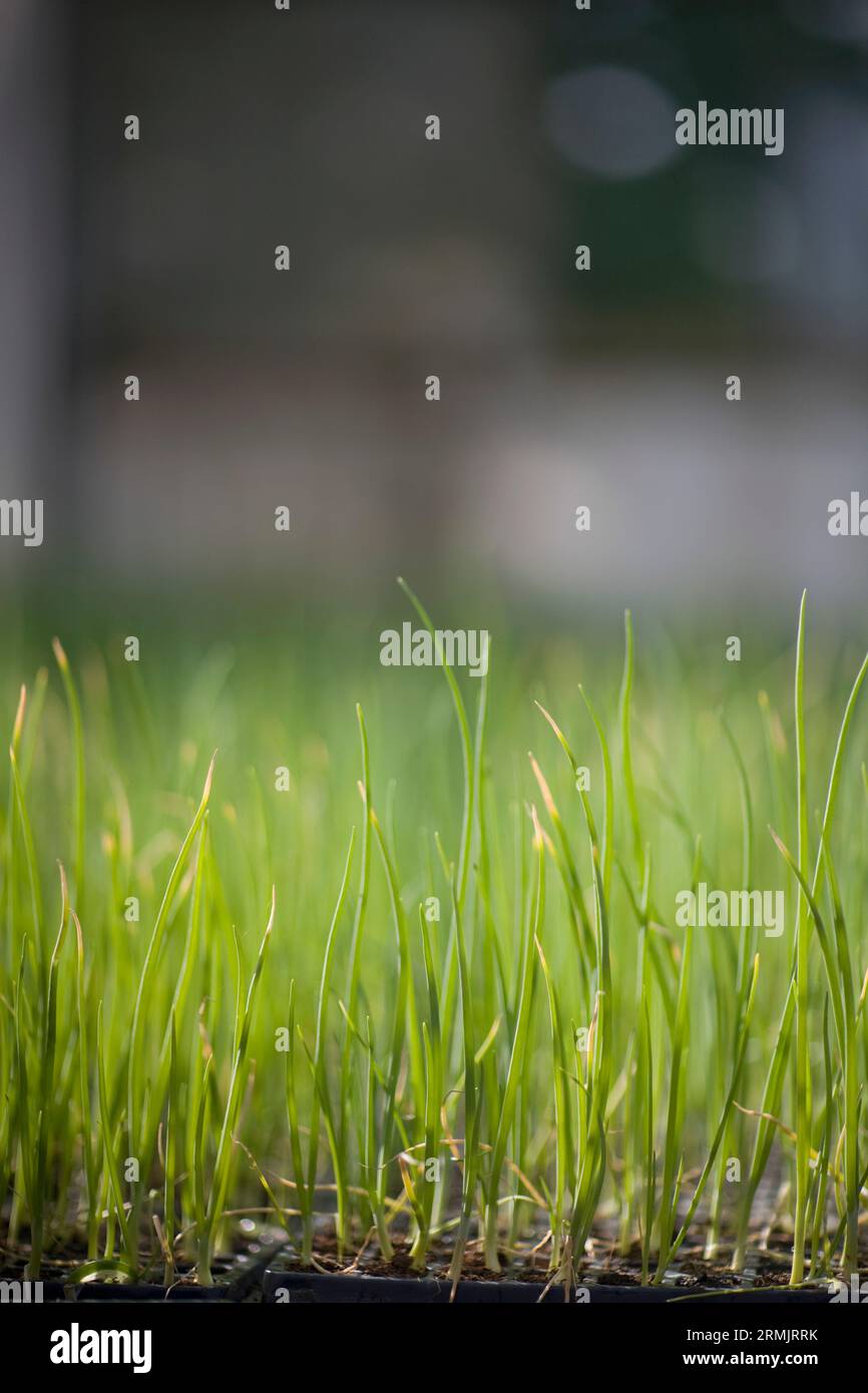 Close up of chives seedlings Stock Photo - Alamy