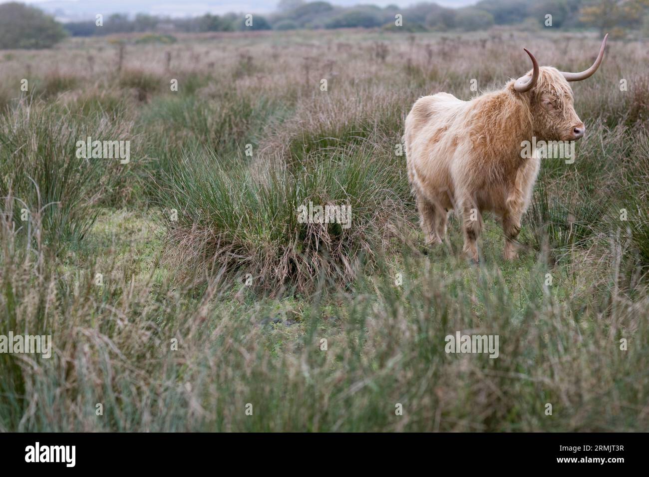 Hairy bull hi-res stock photography and images - Alamy