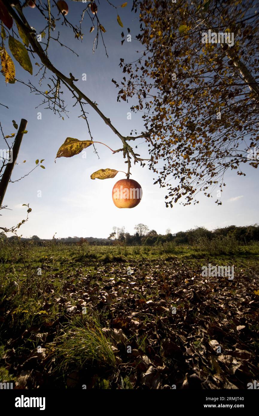 Solitary apple hanging from tree Stock Photo - Alamy