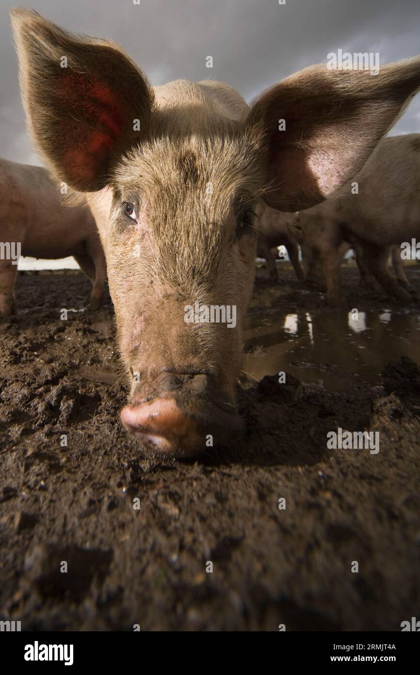 Close up of a pig head with big ears Stock Photo - Alamy
