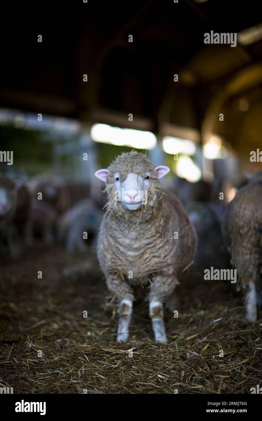 Portrait of sheep in a stable Stock Photo - Alamy