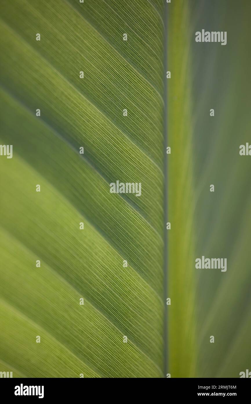 Musa genus hi-res stock photography and images - Alamy
