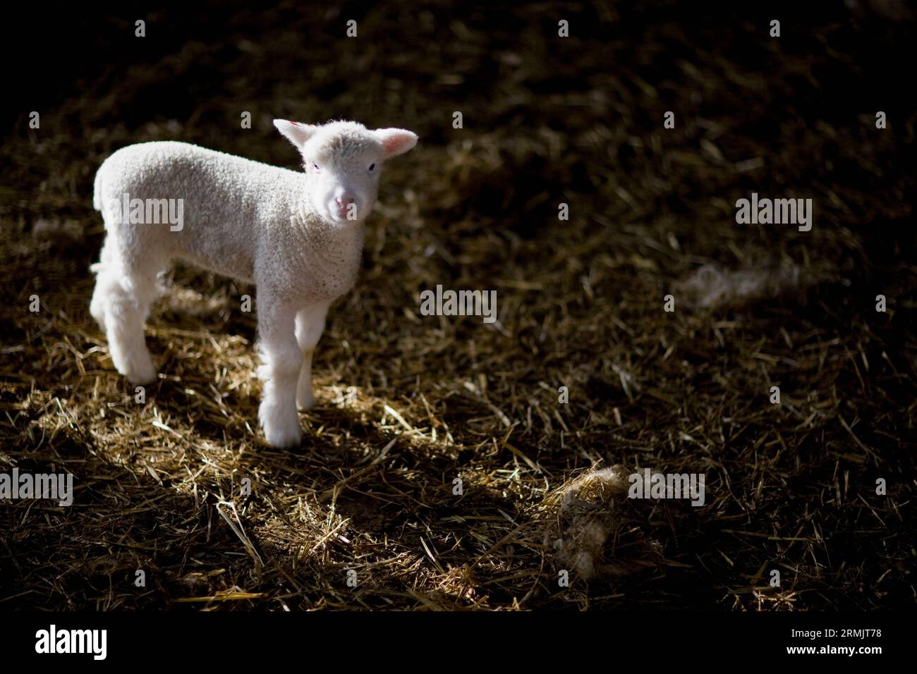 Portrait of lamb in a stable Stock Photo - Alamy