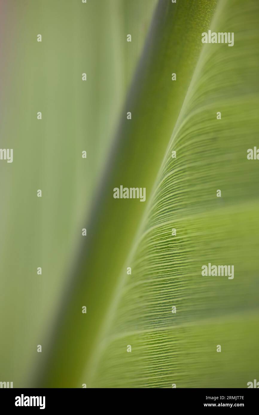 Extreme close up of banana leaf (genus Musa Stock Photo - Alamy