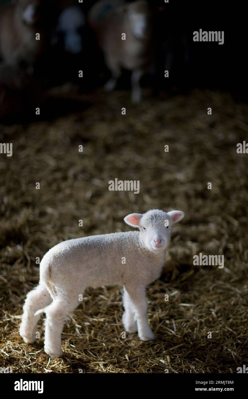 Portrait of lamb in a stable Stock Photo - Alamy
