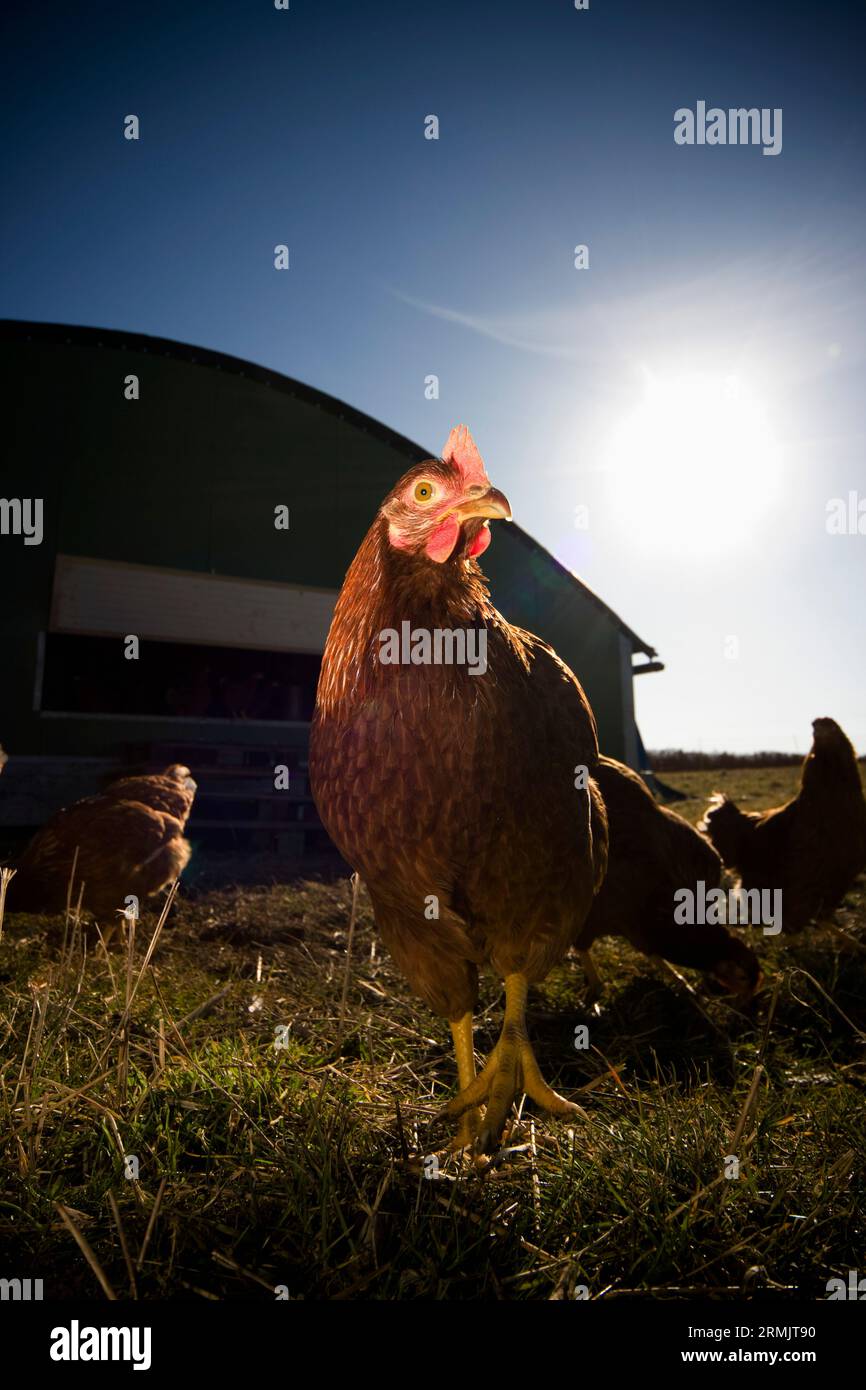 See chickens roaming hi-res stock photography and images - Alamy