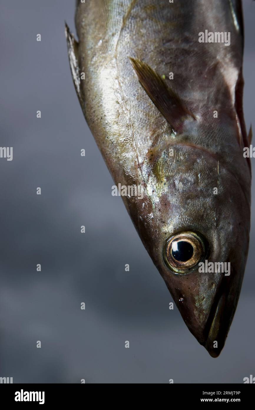 Pollack fish hi-res stock photography and images - Alamy