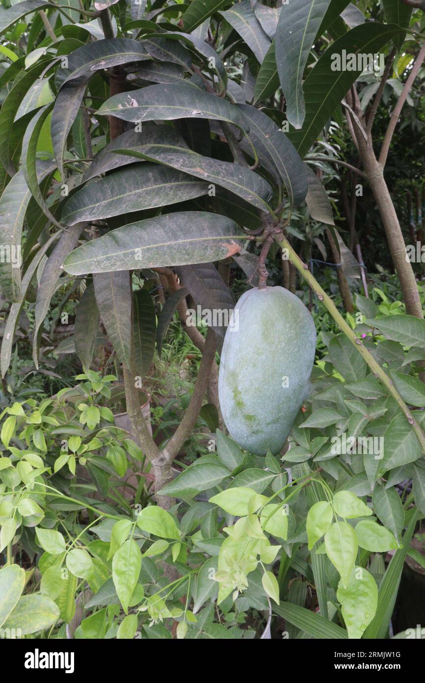 Mango crops hi-res stock photography and images - Alamy