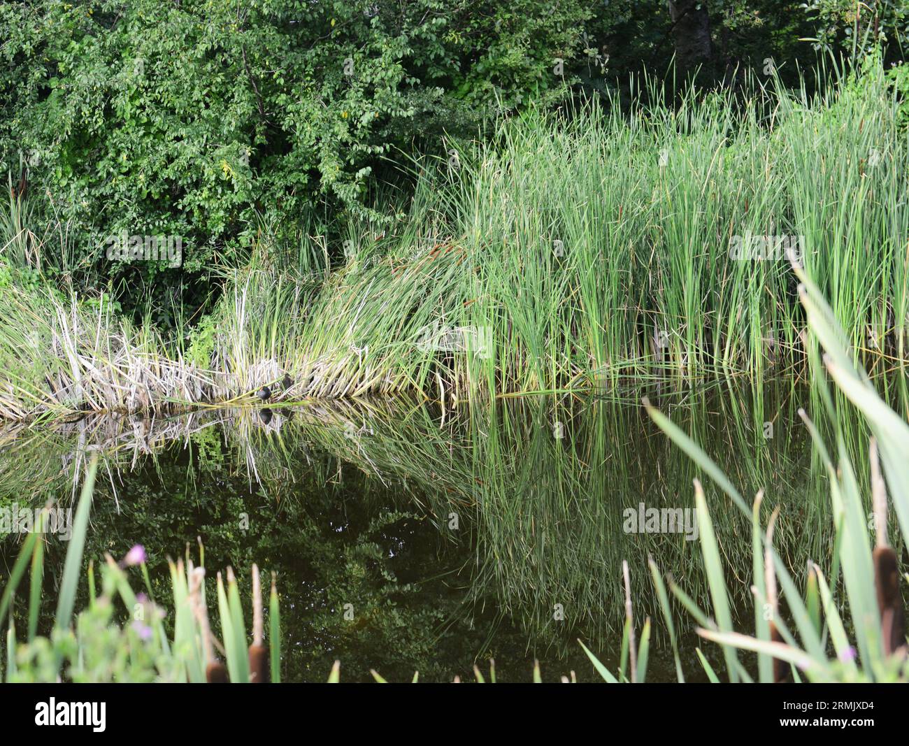 Village reflection hi-res stock photography and images - Alamy