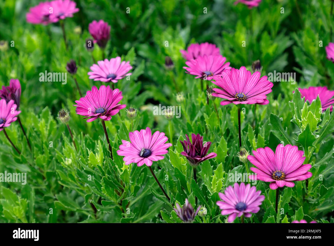 Pretty pink cape daisies in a park in Funchal, Madeira Stock Photo - Alamy