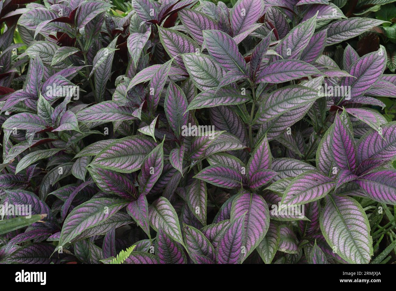 Strobilanthes dyerianus Mast tree on farm for harvest are cash crops ...