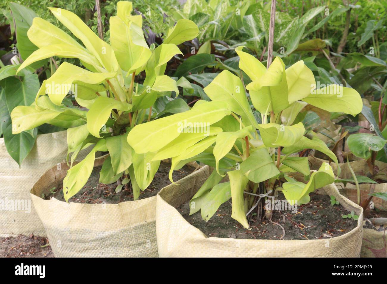 Philodendron Malay Gold leaf plant on farm for sell are cash crops ...